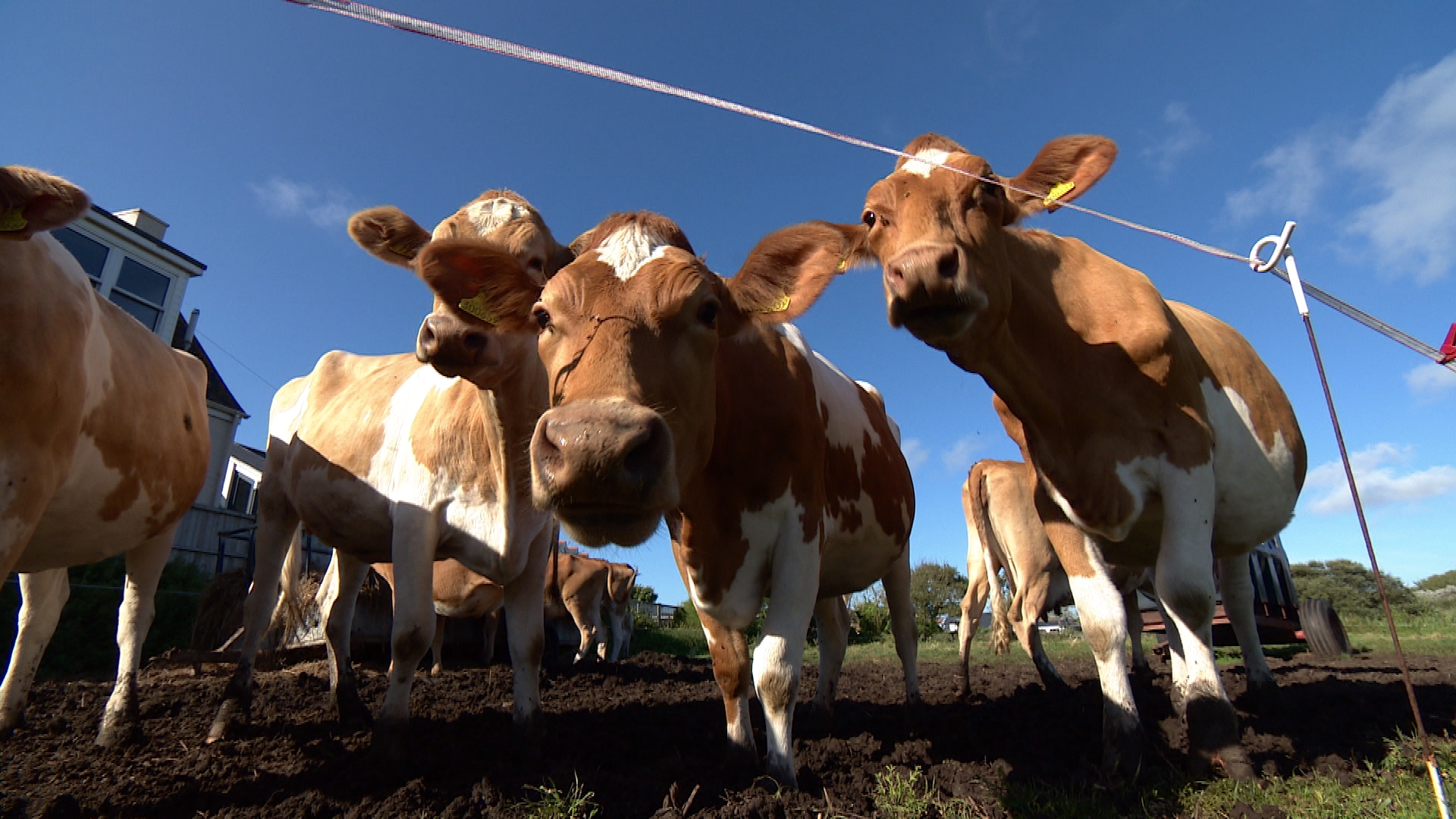 Cattle farmers call for semen export rules to be relaxed to help ...