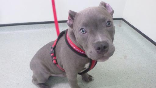 Pitbull Ear Cropping Styles Chart