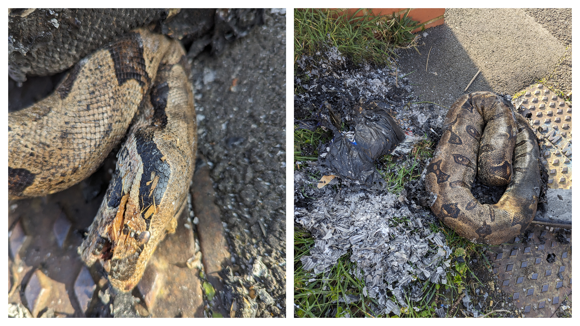 'Partially burnt' 5ft-long boa constrictor found dead on Aldershot ...