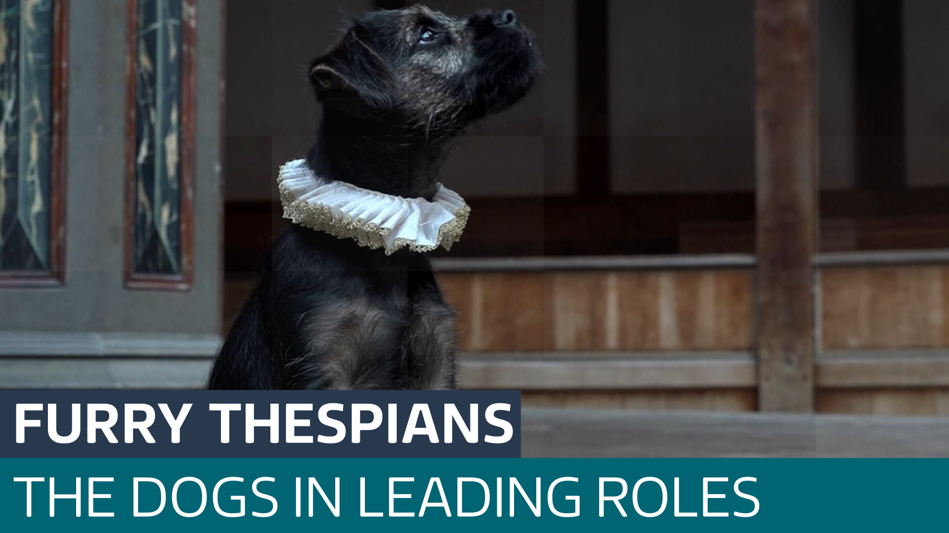 Meet the dogs of Shakespeare's Globe who have gone viral - Latest From ...