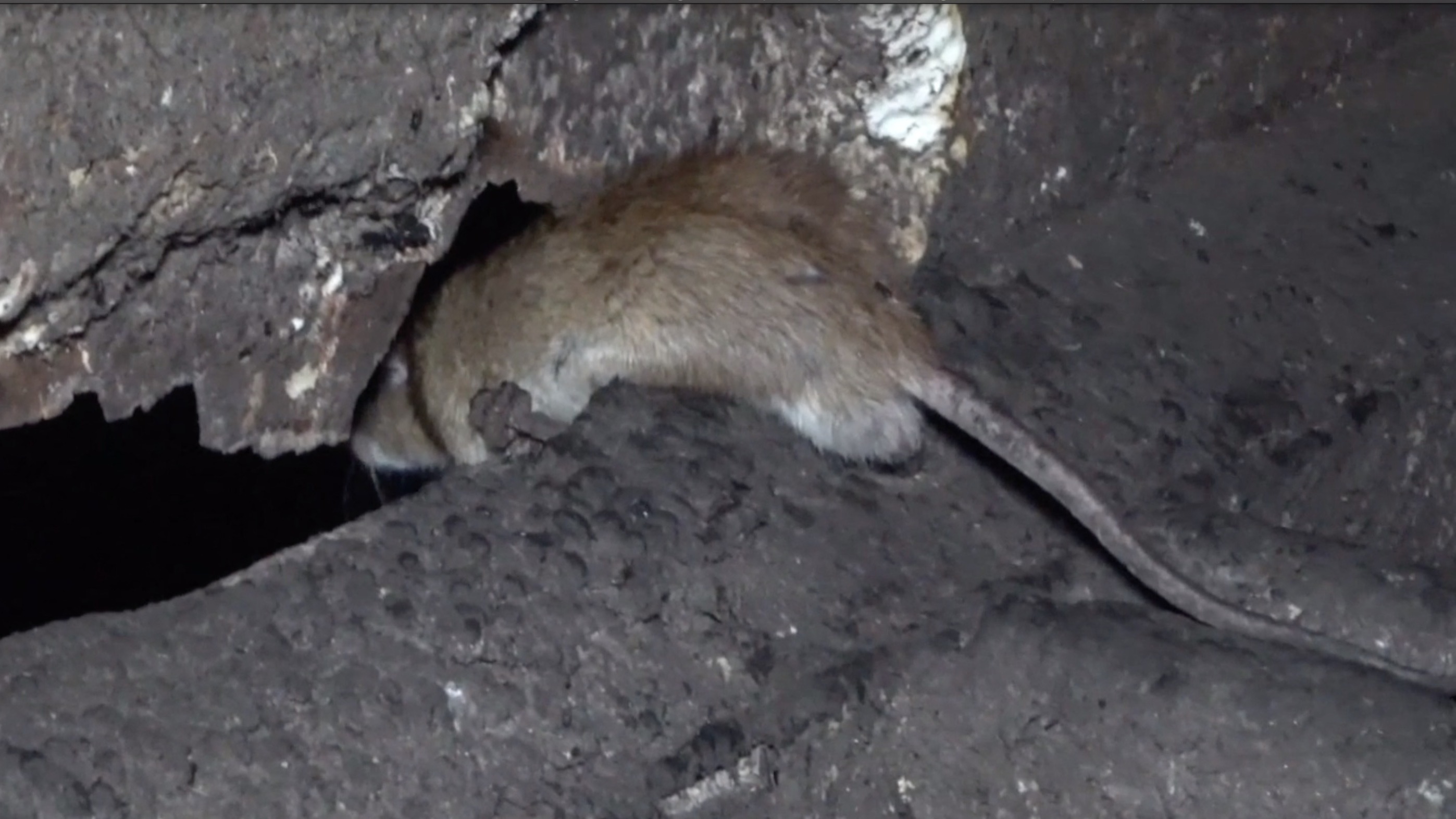 Dead rats in attic dropped maggots into disabled man's kitchen in ...