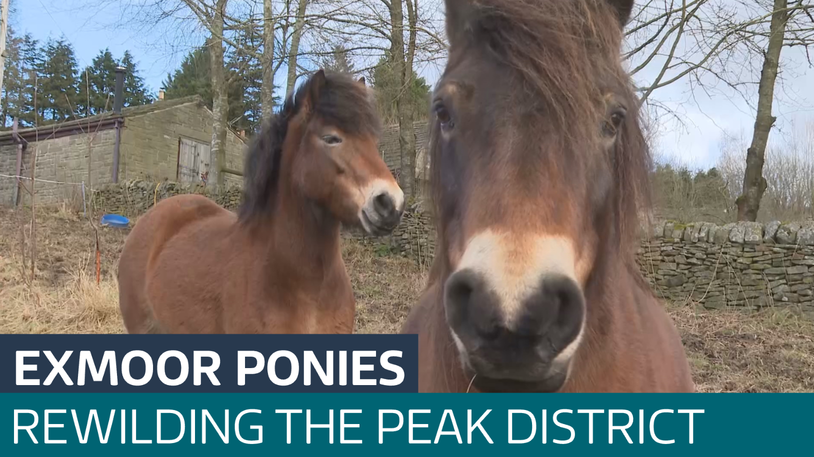 Meet the Exmoor Ponies bringing new life to the Peak District - Latest ...