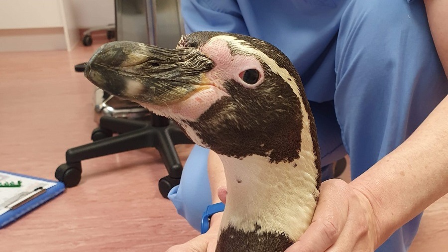 Vets perform sight-saving surgery on penguin | ITV News Granada