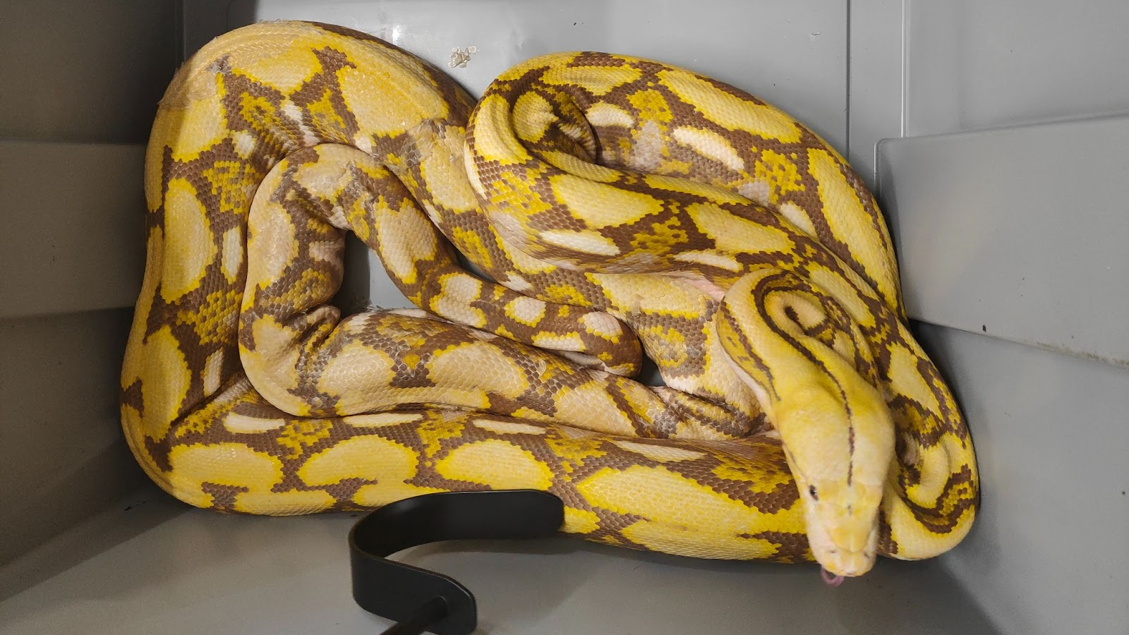 Cheshire house where man crammed pythons into small tanks had 'strong ...