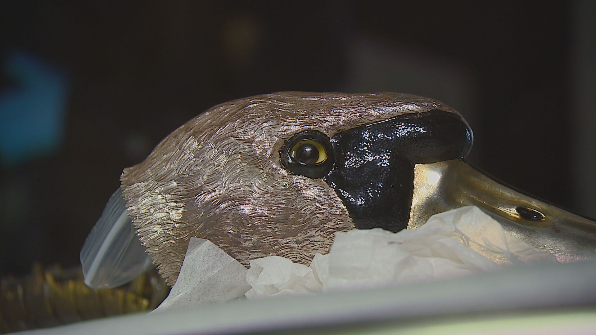 Bowes Museum's Silver Swan hoped to perform again by Christmas after ...