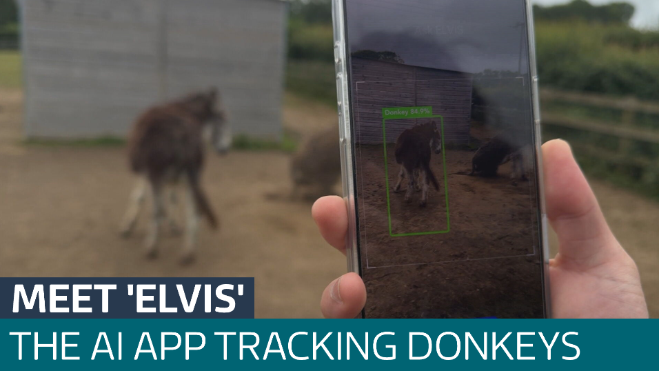 Artificial intelligence tech developed for donkey sanctuary - Latest ...