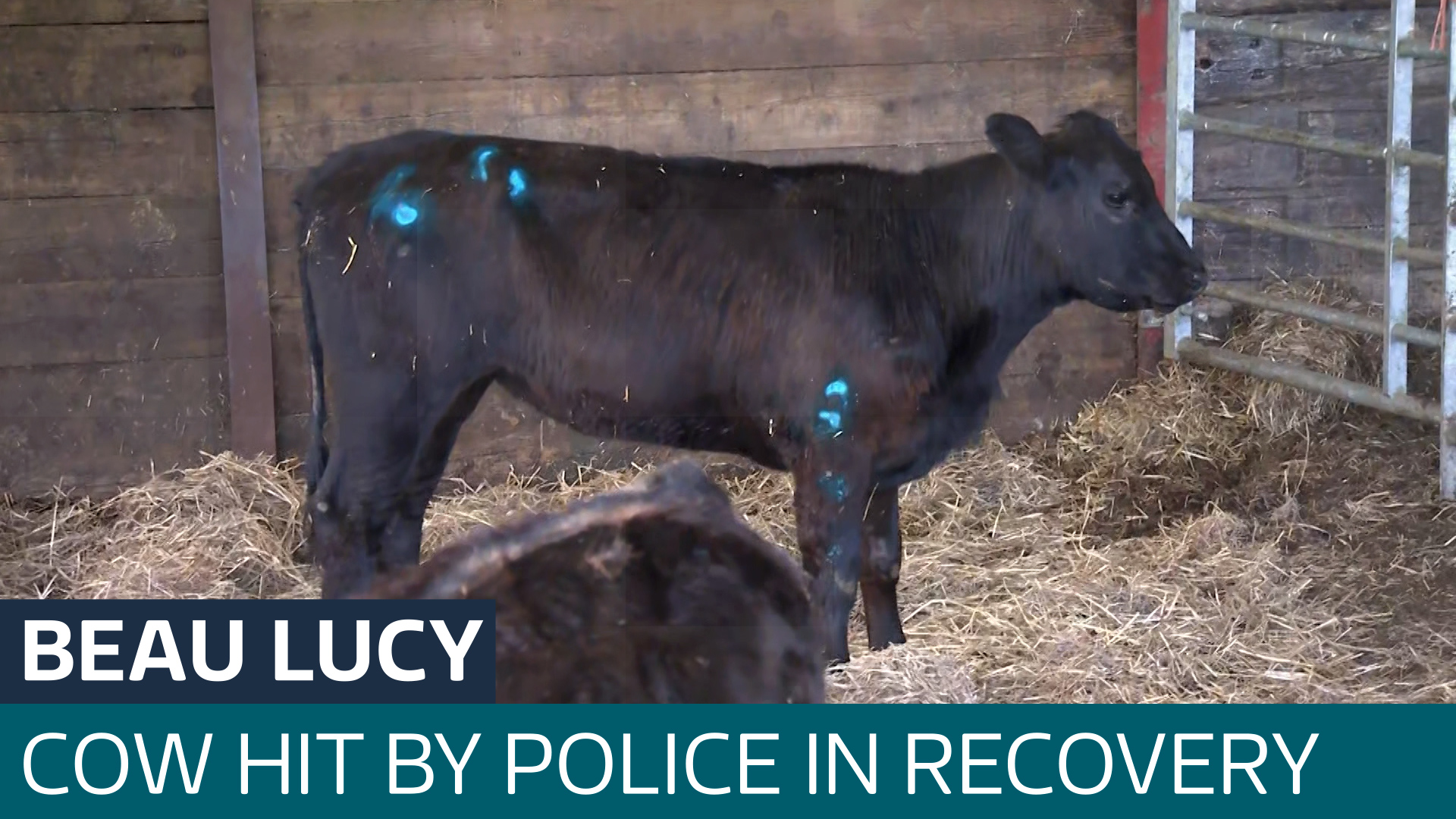 Beau Lucy: Cow hit by police car is recovering at farm - Latest From ...