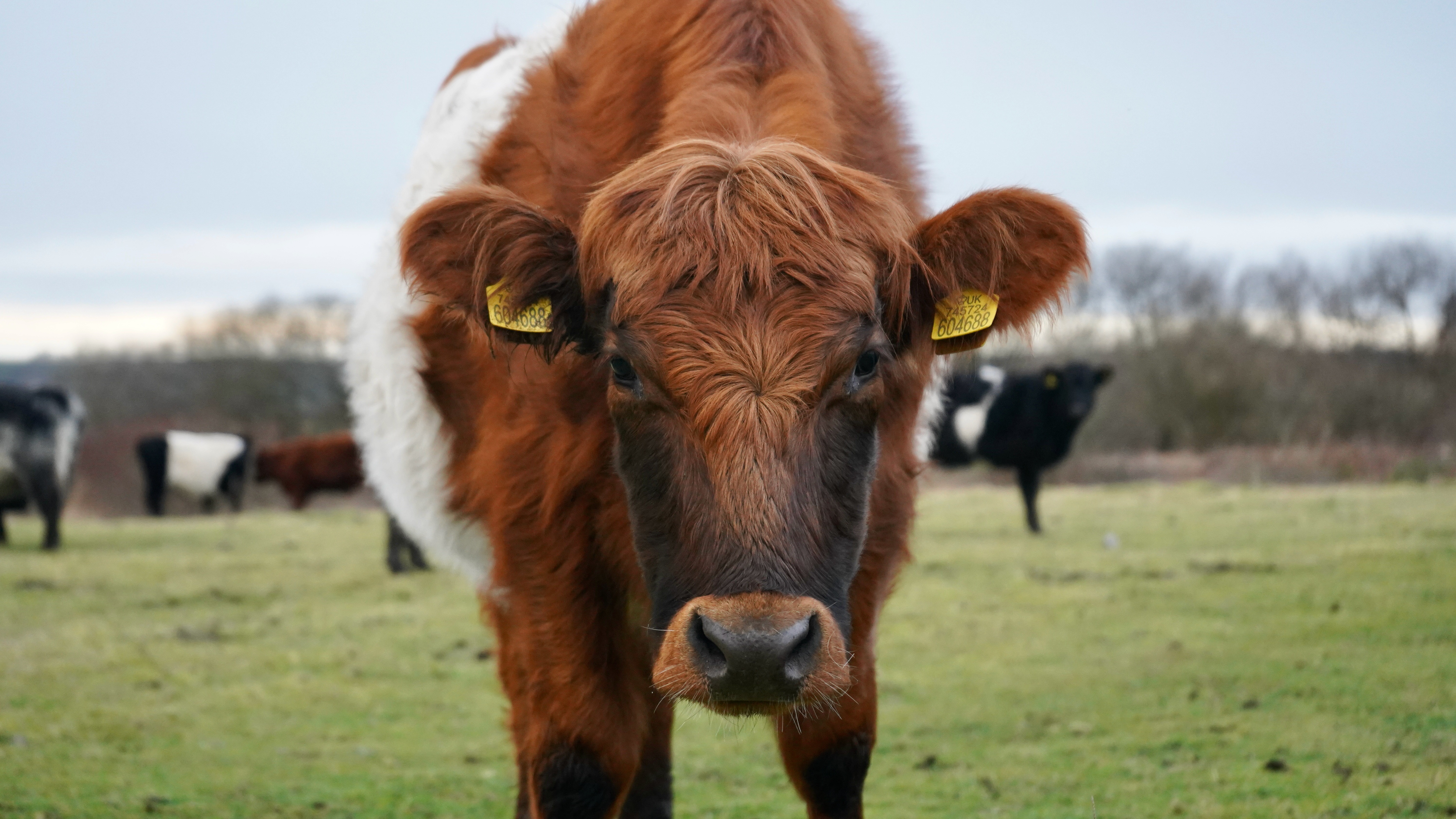'Extremely agitated' cow that escaped from abattoir killed by police in ...