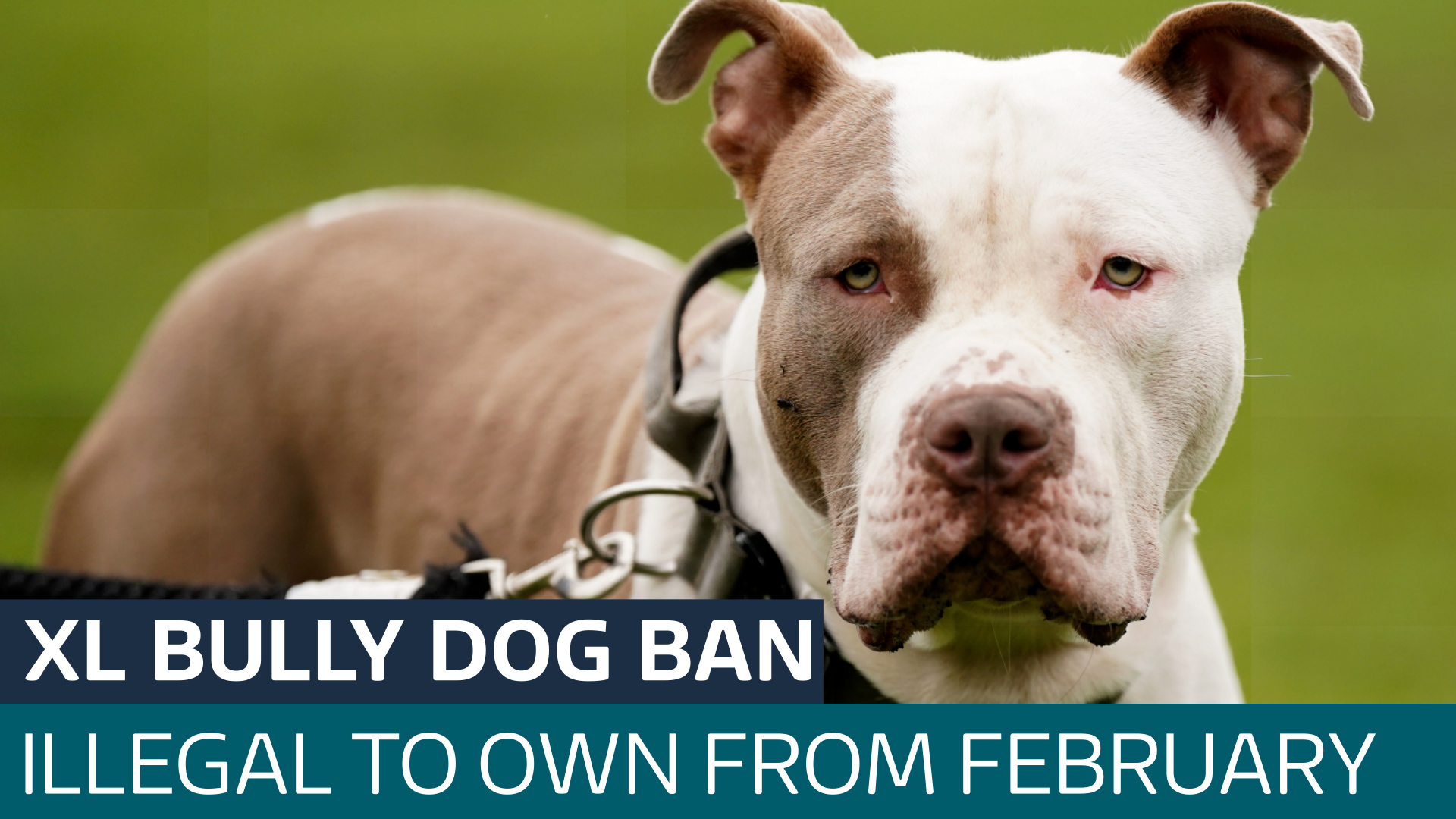 Ban on XL Bully dogs to be brought into force in England and Wales ...