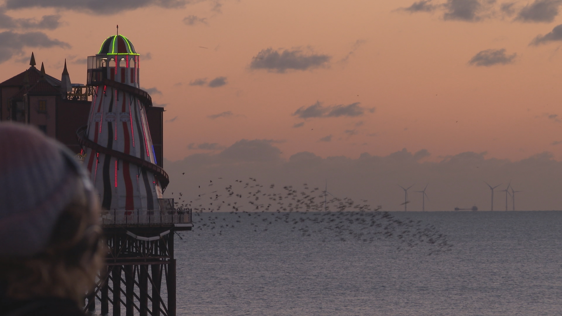 Observation post opens in Brighton dedicated to starling murmurations ...