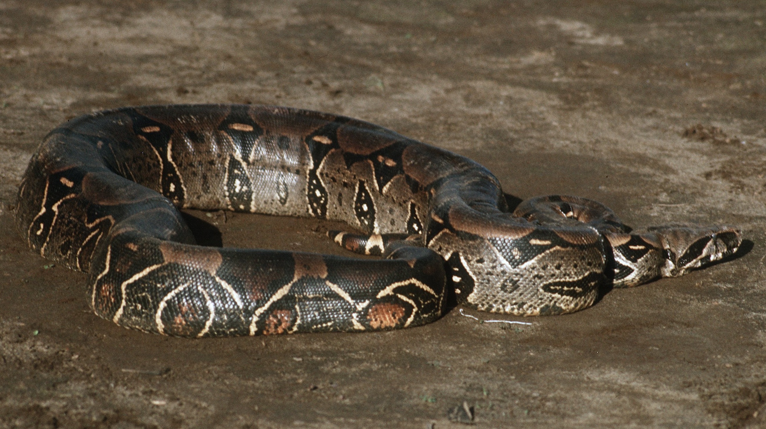 Police pluck two huge snakes from a bush close to a children's ...
