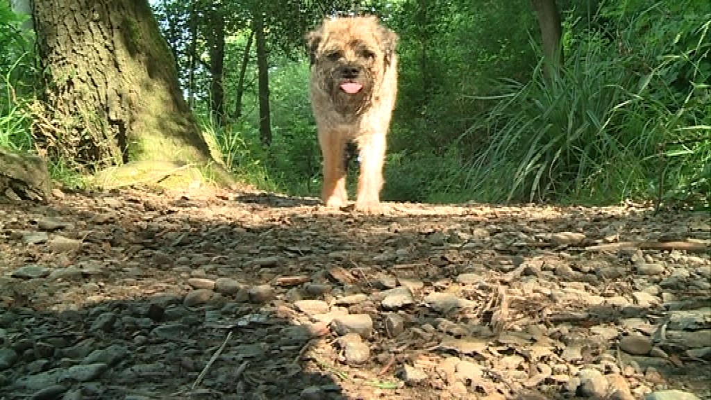 Windermere dog stars in books | ITV News Border