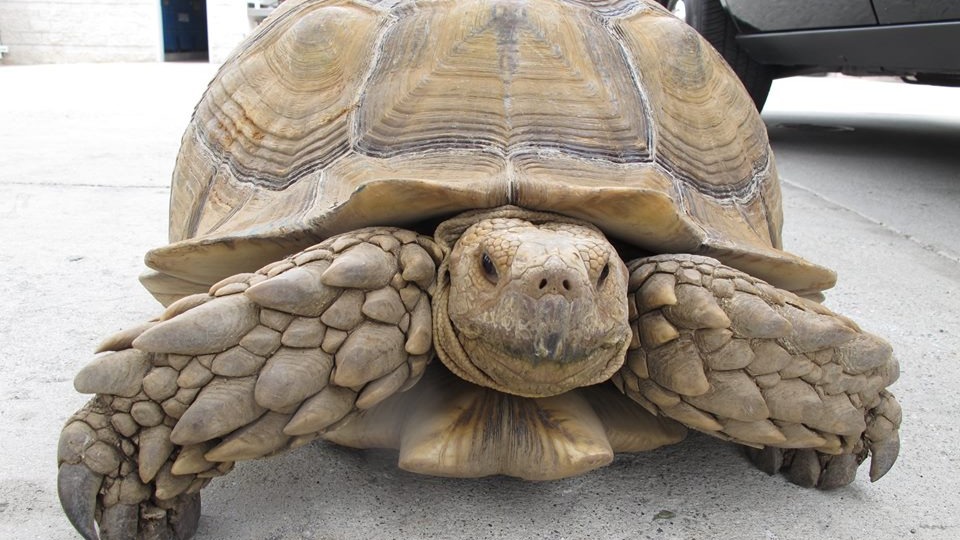 Police reunite tortoise with owners after Facebook appeal | ITV News