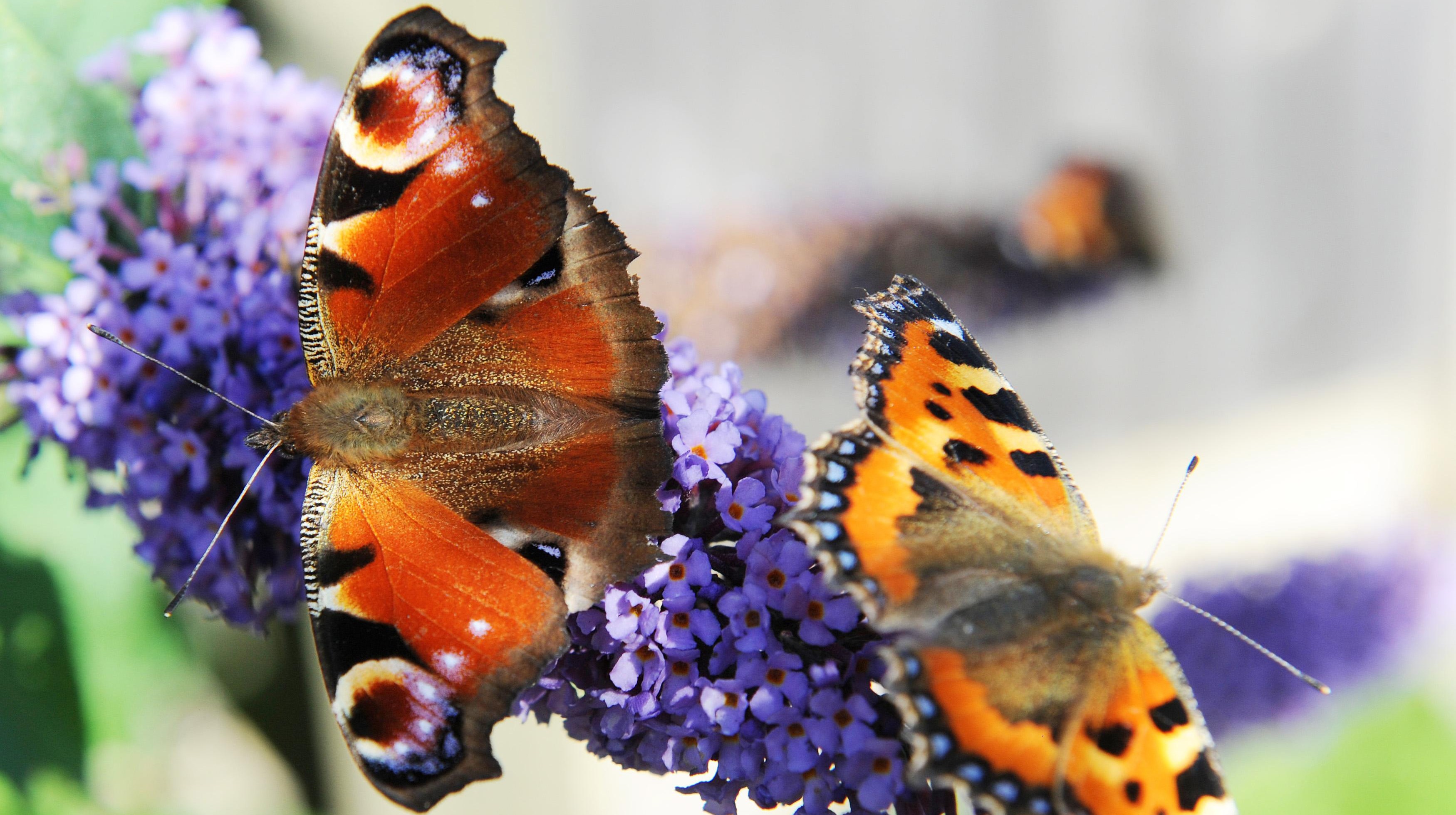 World's largest butterfly survey shows health of environment | ITV News ...