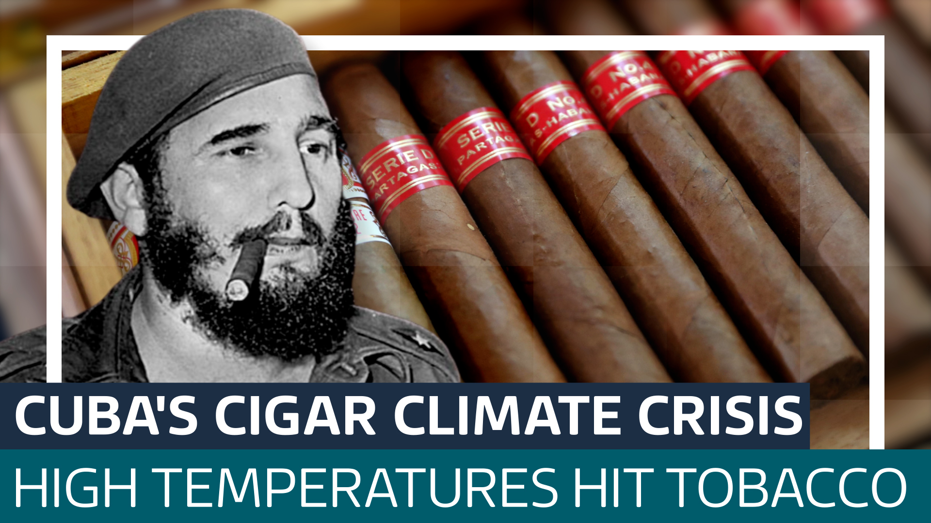 How climate change is threatening the future of the Cuban cigar ...