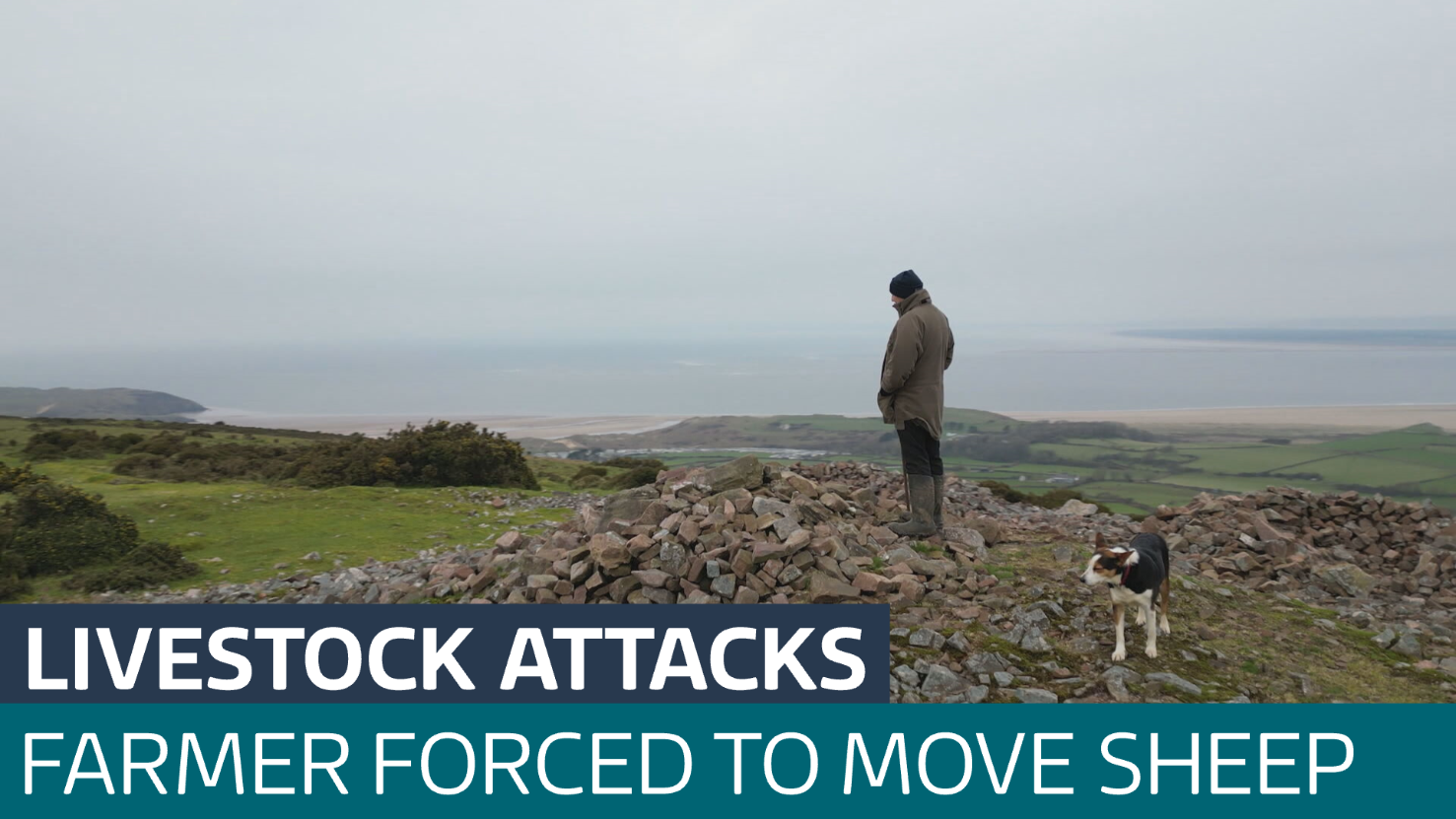 Farmer moves herd from Gower after losing 20 lambs in dog attacks last ...
