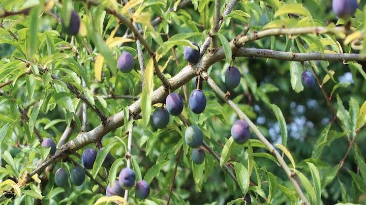 Saturday's detailed look ahead forecast for ITV Border | ITV News Border
