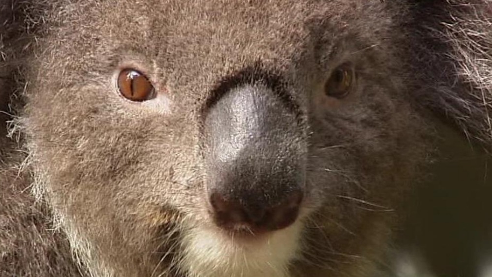Koala listed as threatened species in parts of Australia | ITV News