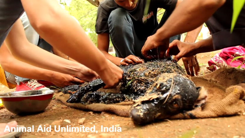 Rescuers spend two days cleaning dog who solidified after falling into ...