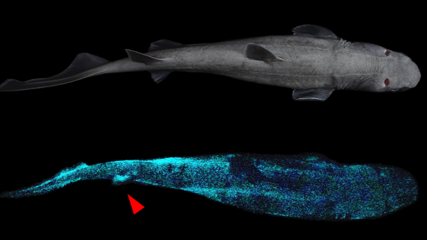 Glow-in-the-dark shark species discovered off New Zealand coast | ITV News