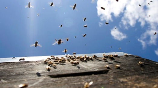 Man dies after attack by hundreds of thousands of bees | ITV News