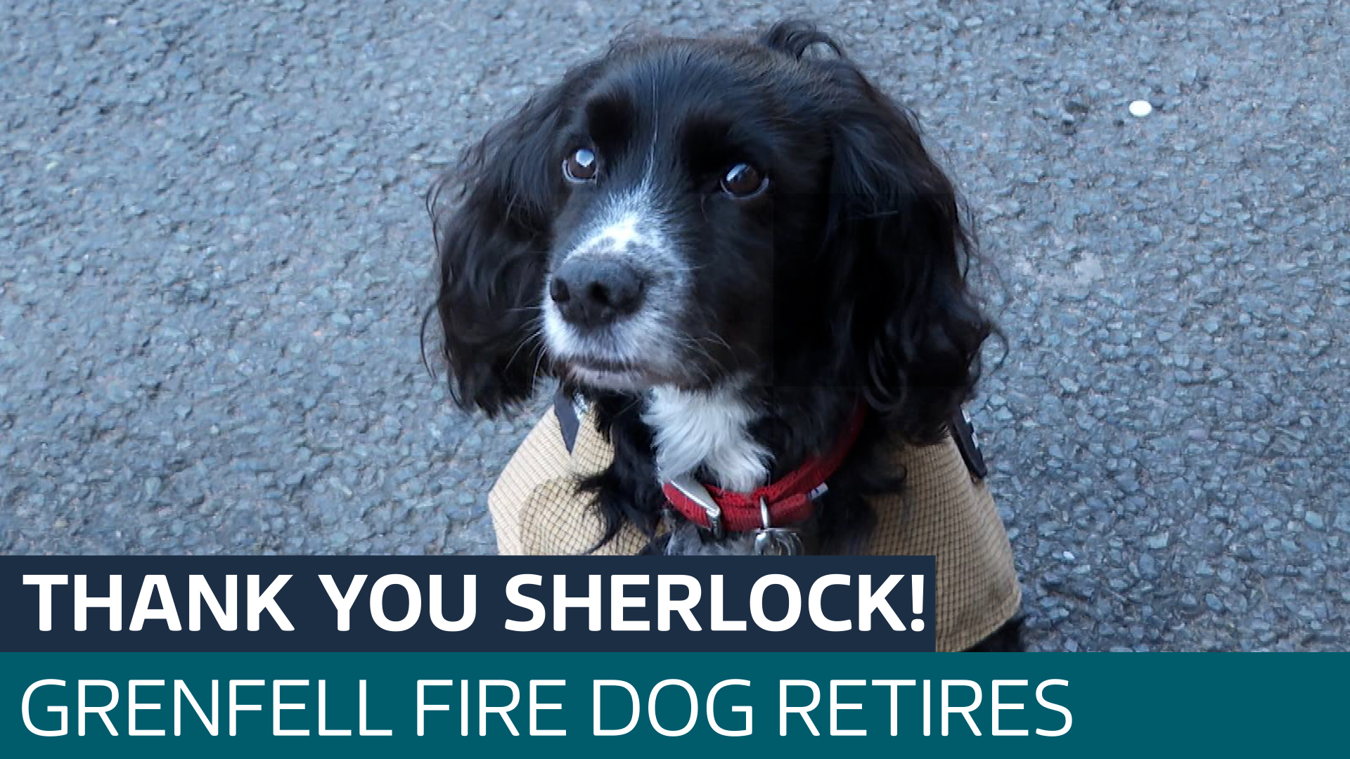 Fire investigation dog who attended Grenfell retires after 12 years of ...