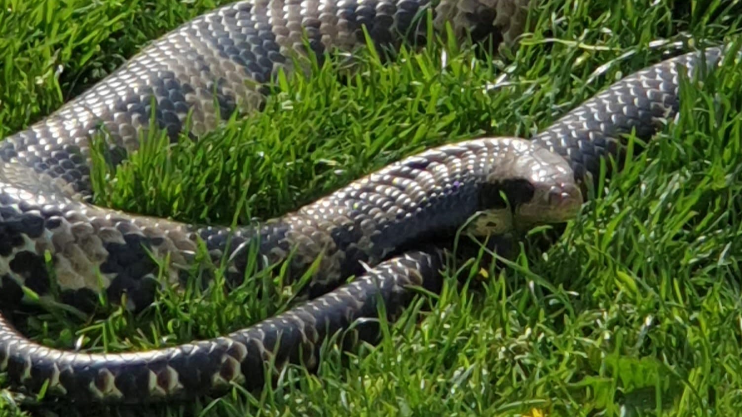 Ugandan Girl Who Turned Into A Snake