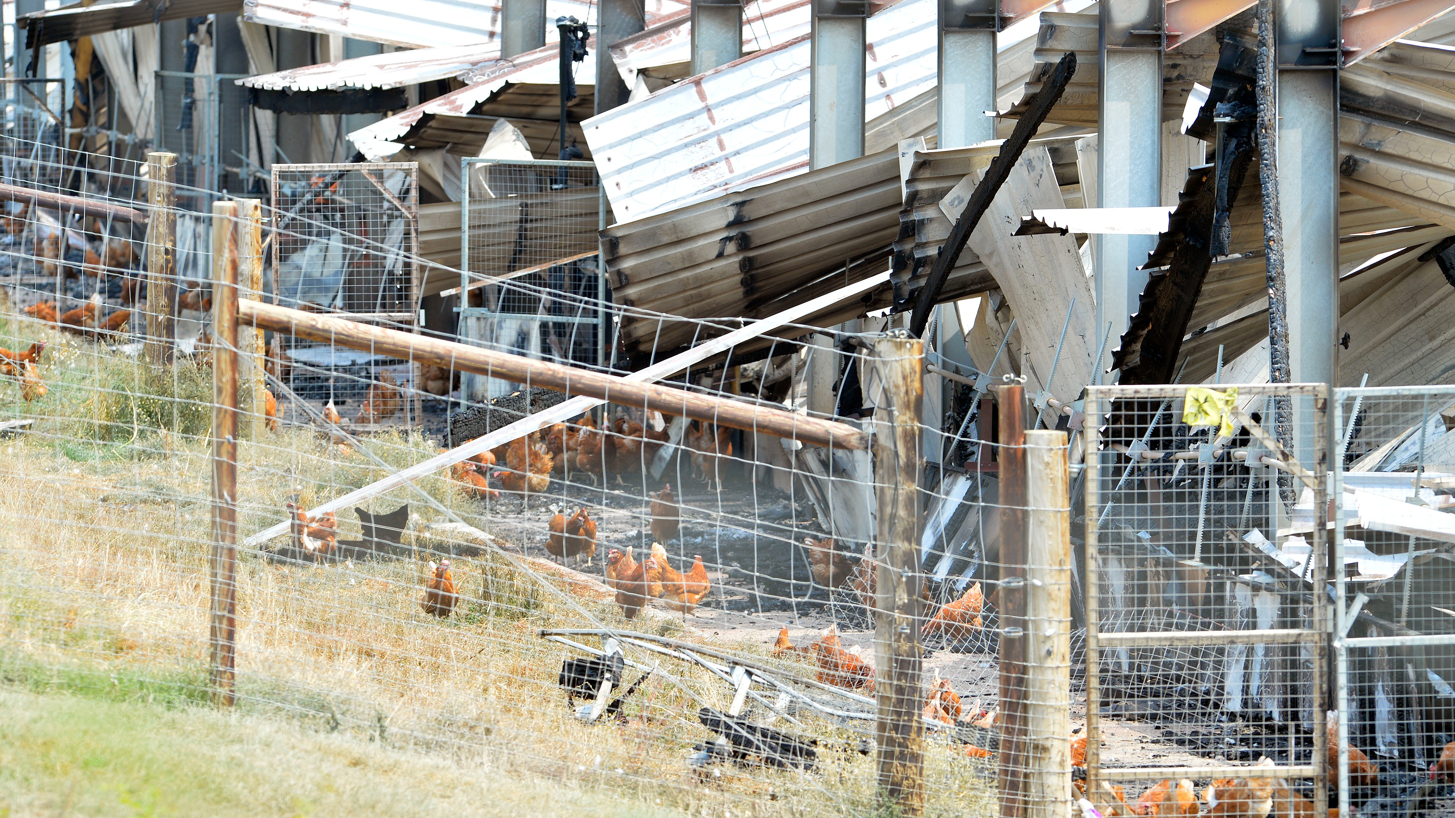 Number of birds killed in huge fire at a poultry farm in Leicestershire ...