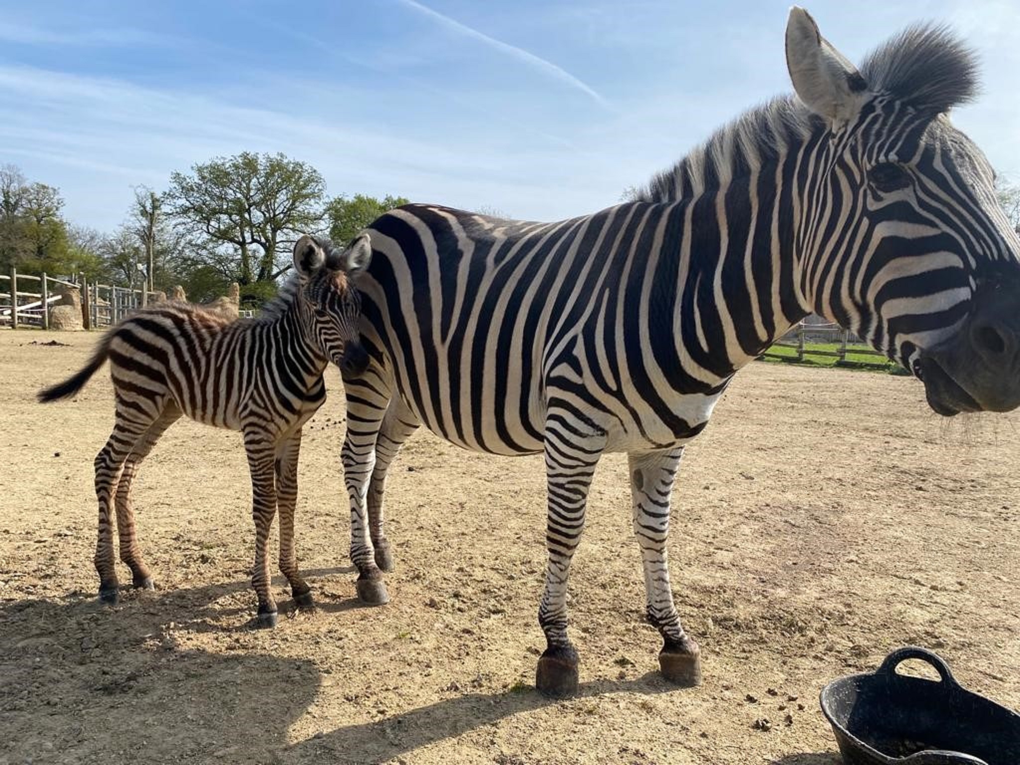 Baby zebra born at the Wild Place Project in Bristol | ITV News West ...