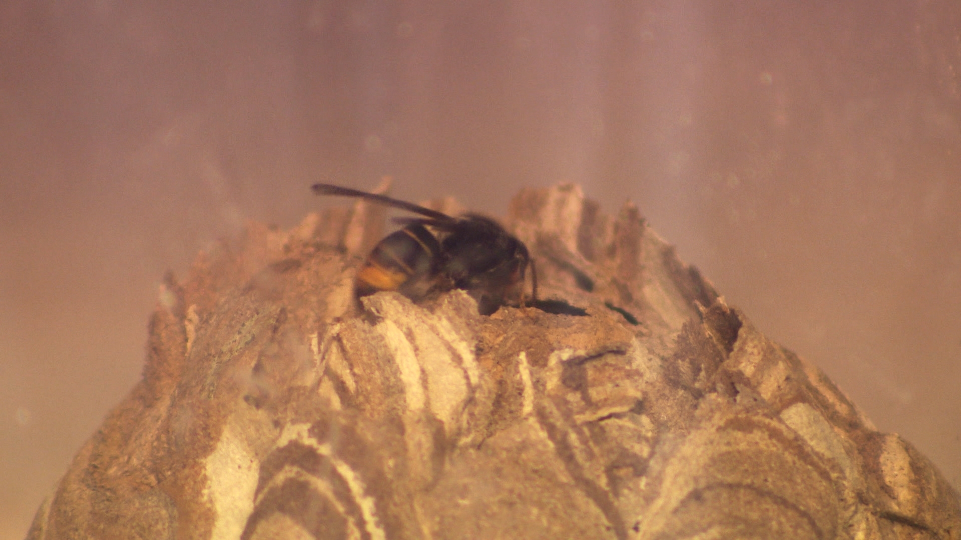 Record number of Asian Hornet nests found in Jersey in 2022 | ITV News ...