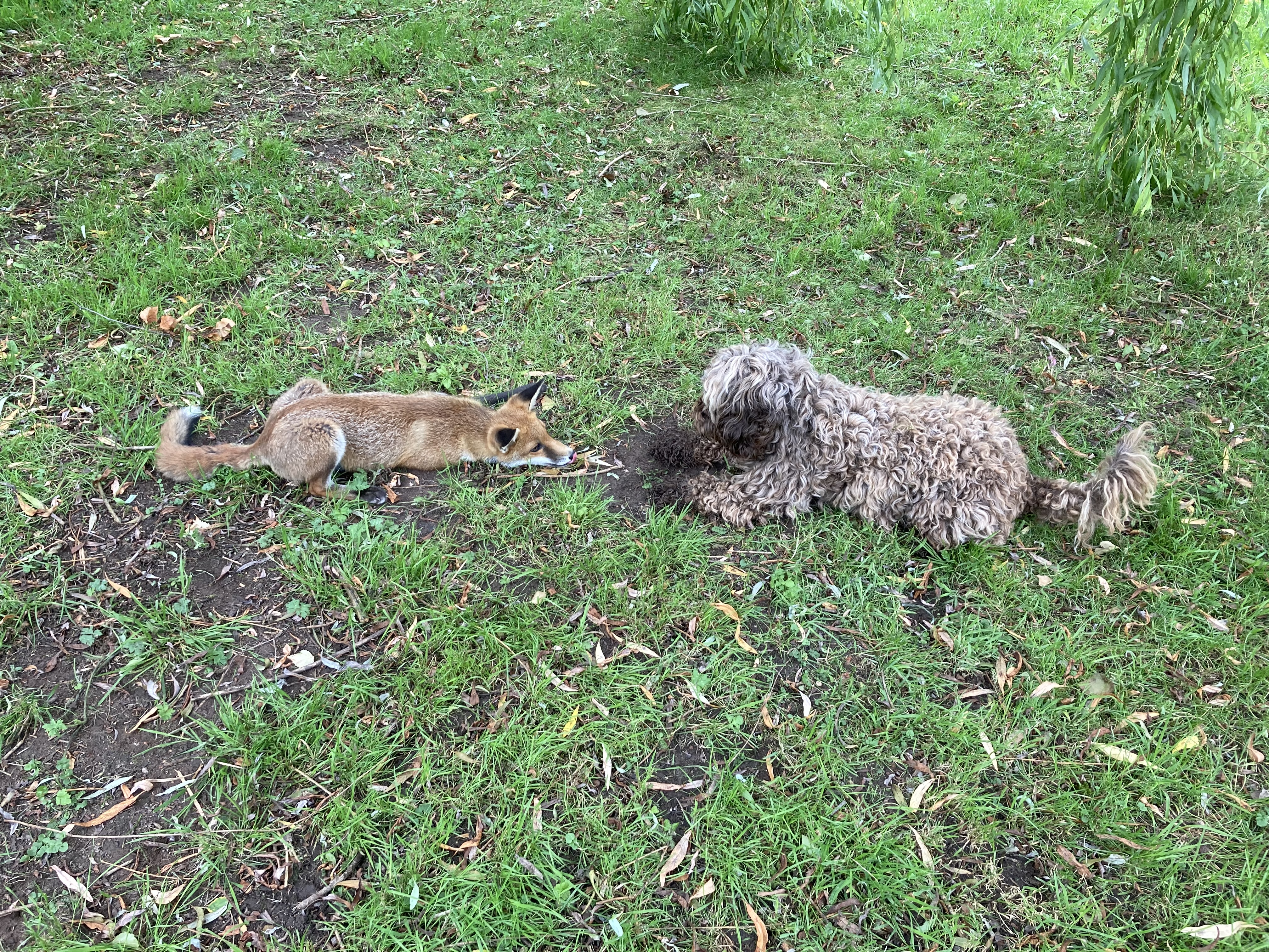 Fox cub becomes best friends with dog after vet releases it in garden ...