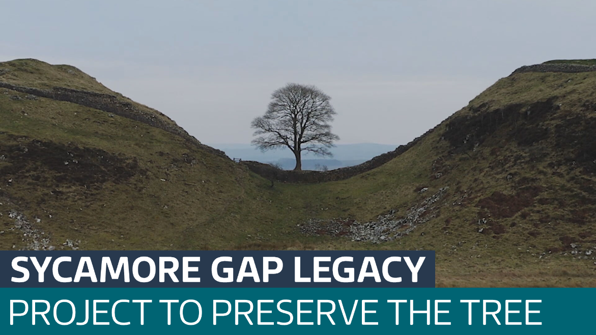 Top secret project to regrow the iconic tree from Sycamore Gap - Latest ...