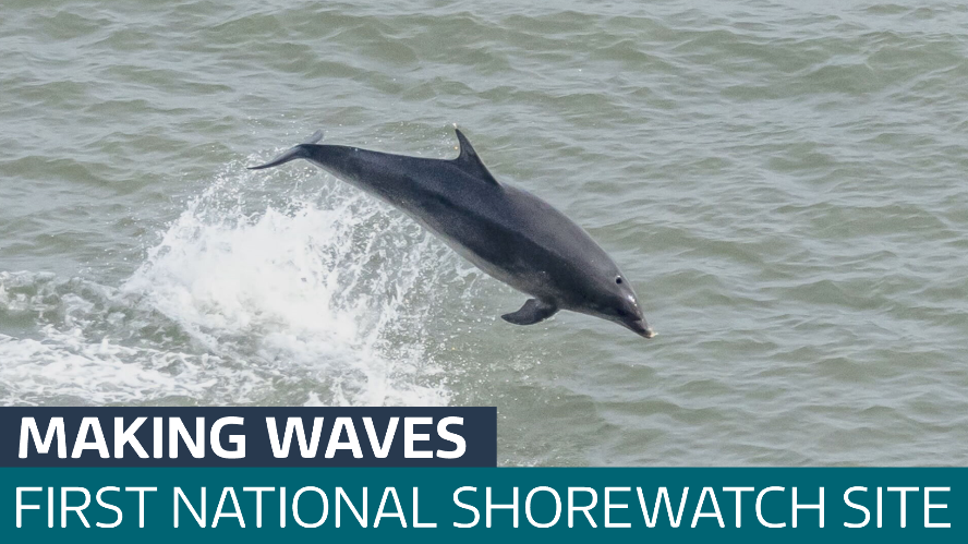 New marine conservation project at Bempton Cliffs monitors dolphin and ...