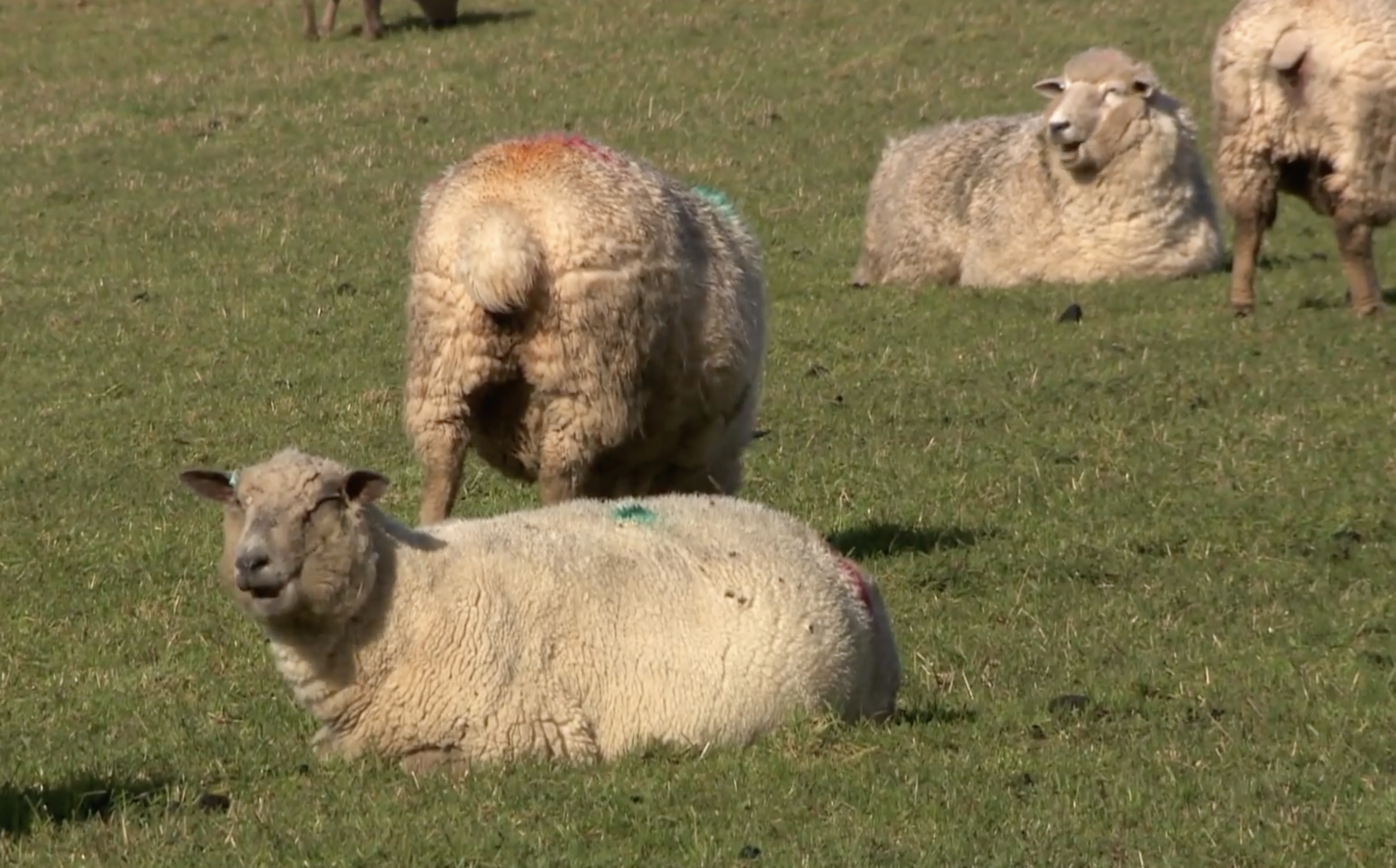 Guernsey sheep farmer urges people to keep dogs on leads | ITV News Channel