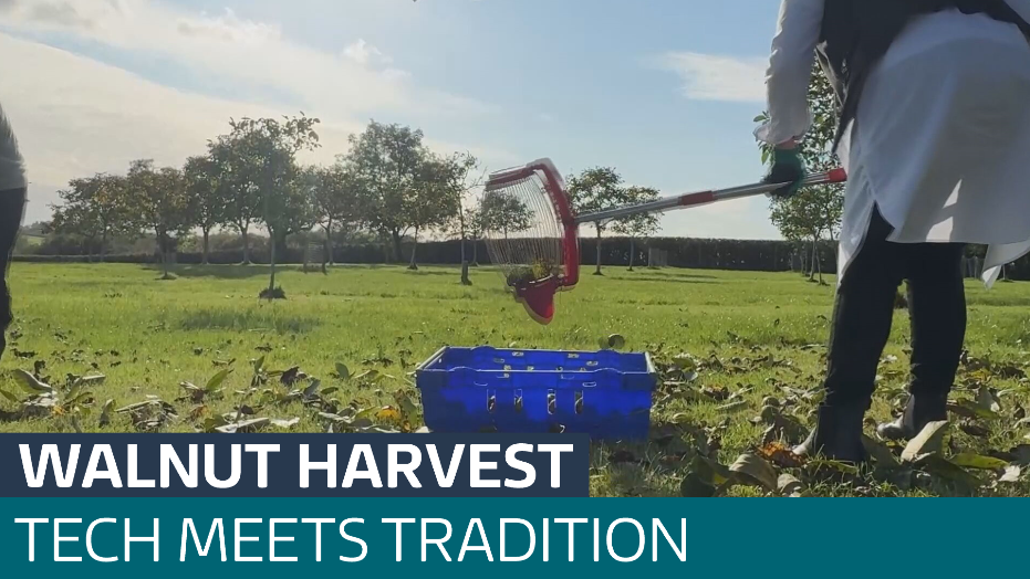 Behind the scenes of a walnut harvest - Latest From ITV News