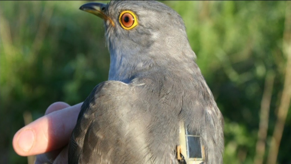 Cuckoo numbers dying out | ITV News Anglia