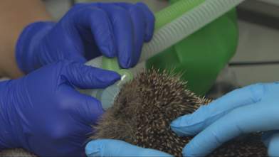 The wildlife volunteers helping thousands of sick and injured animals ...