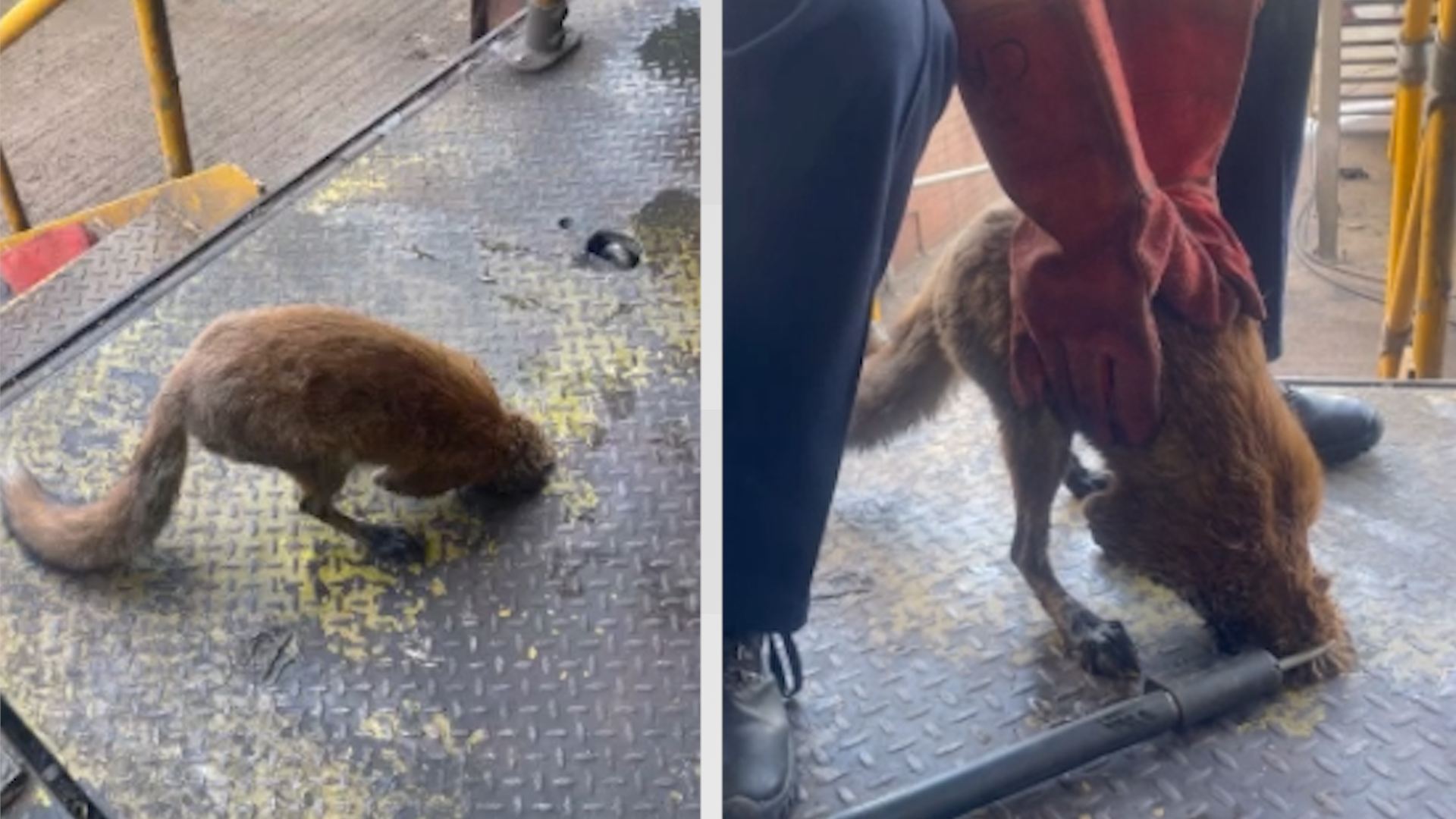 Three-hour rescue mission to free fox with head stuck in hole on floor ...