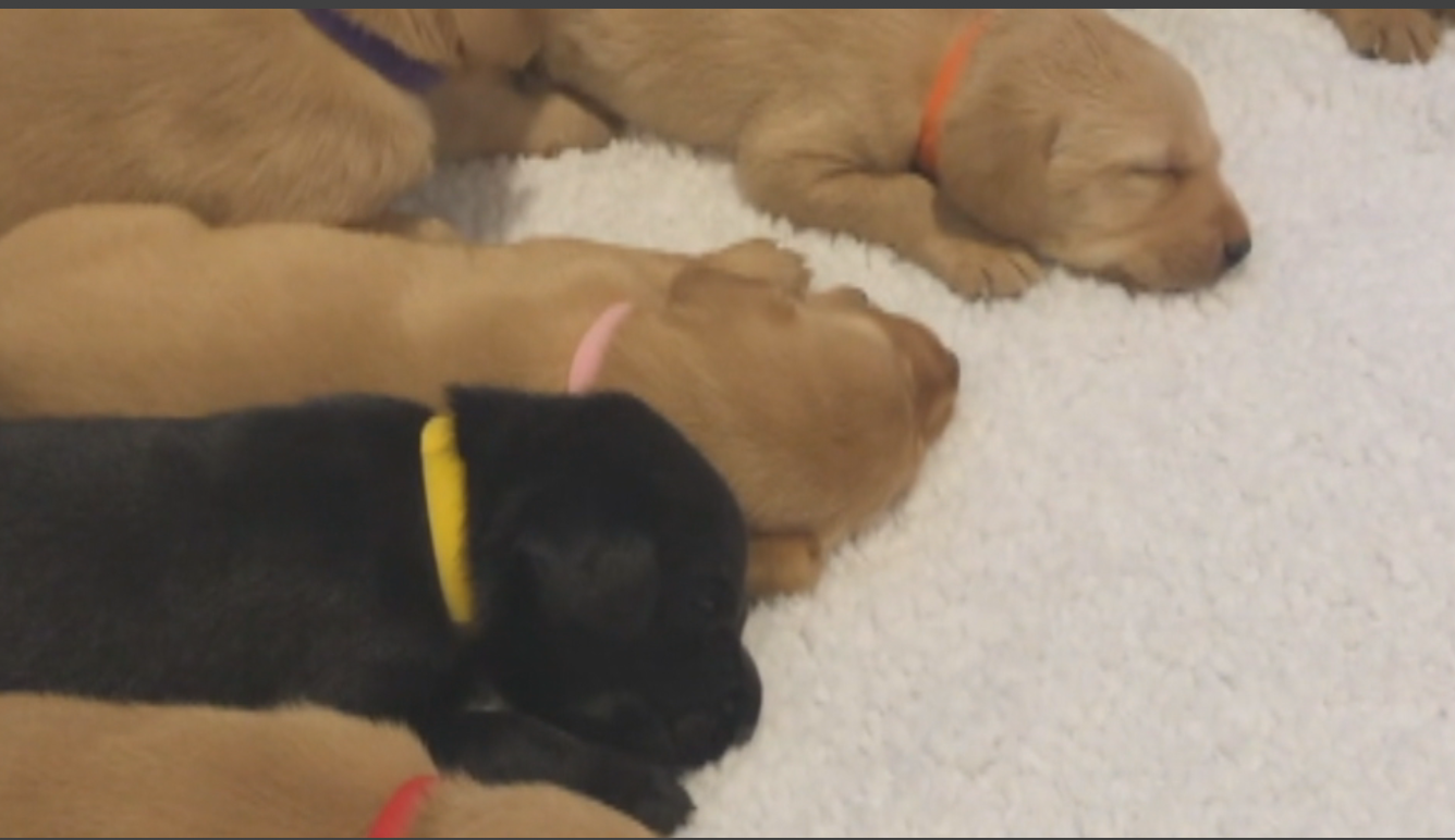 Meet the latest litter of police puppies for Surrey and Sussex | ITV ...
