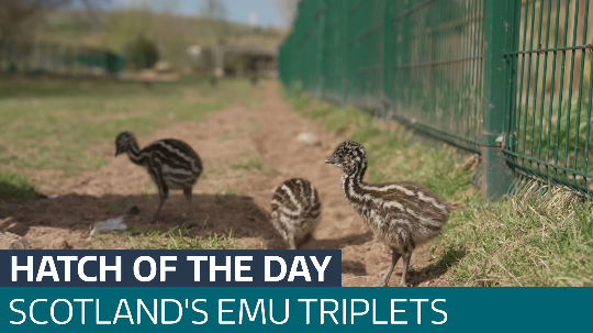 Meet the trio of birds born at a bird sanctuary in the Scottish Borders ...