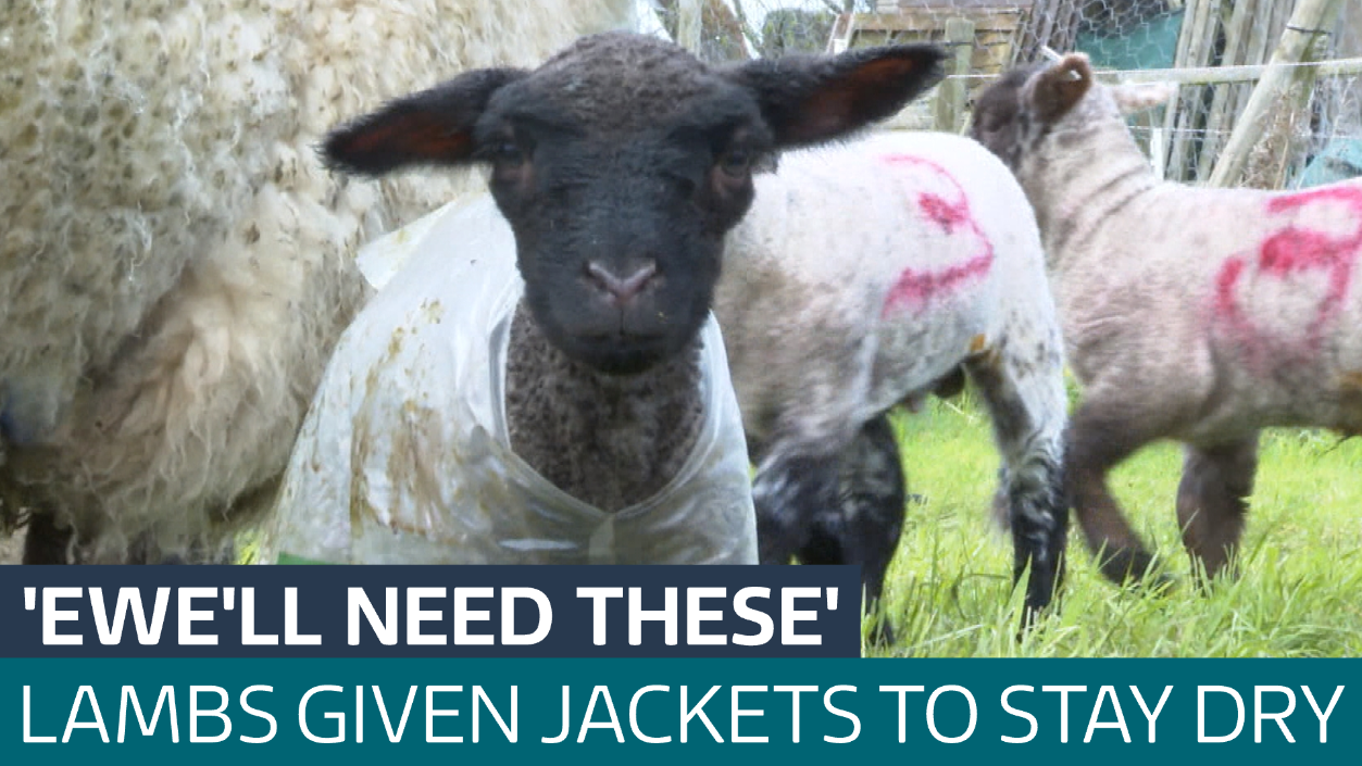 Baby lambs given special coats to protect them from the rain - Latest ...