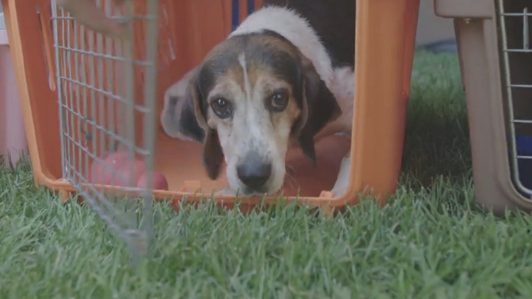Seven dogs released from 'cruel' testing lab to experience first taste ...