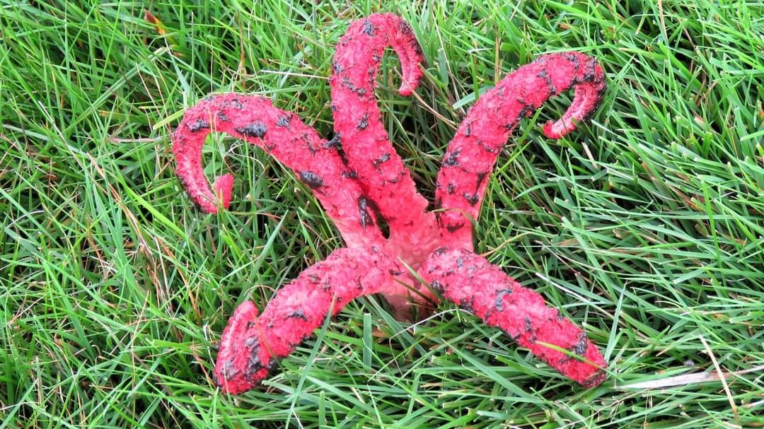 Devil's fingers fungus that smells like 'rotting flesh' found in New ...