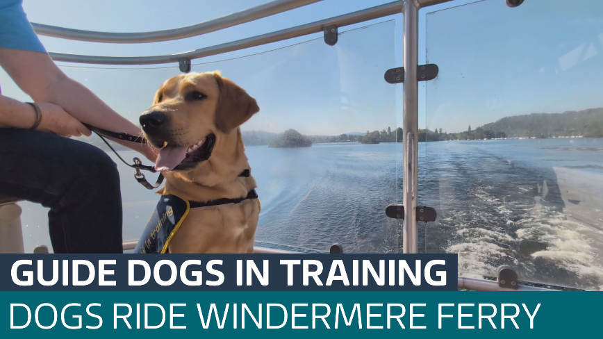 Guide dogs take a trip on tourist ferry as part of important training ...