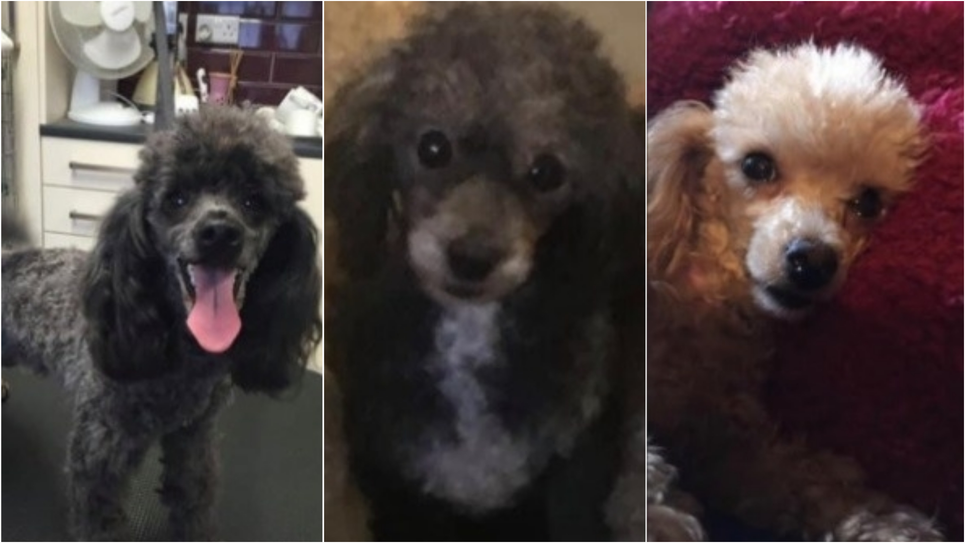 Police launch appeal after three poodles stolen and fourth run over in ...