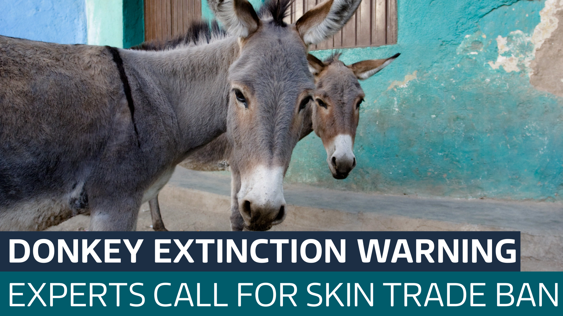Experts warn donkeys at risk of being driven to extinction without ban ...