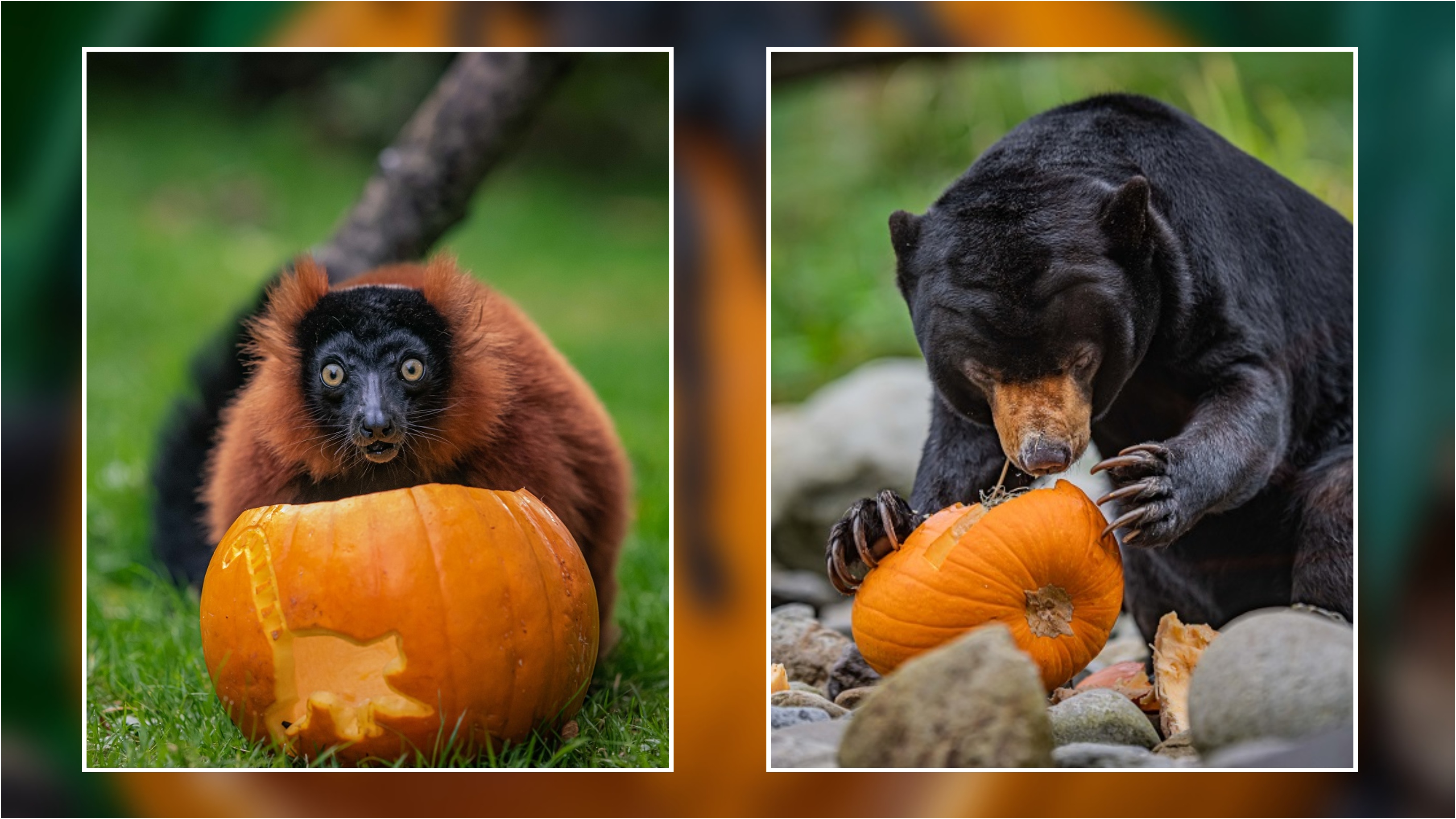 Spooktacular scenes at Chester Zoo gets into Halloween spirit | ITV ...