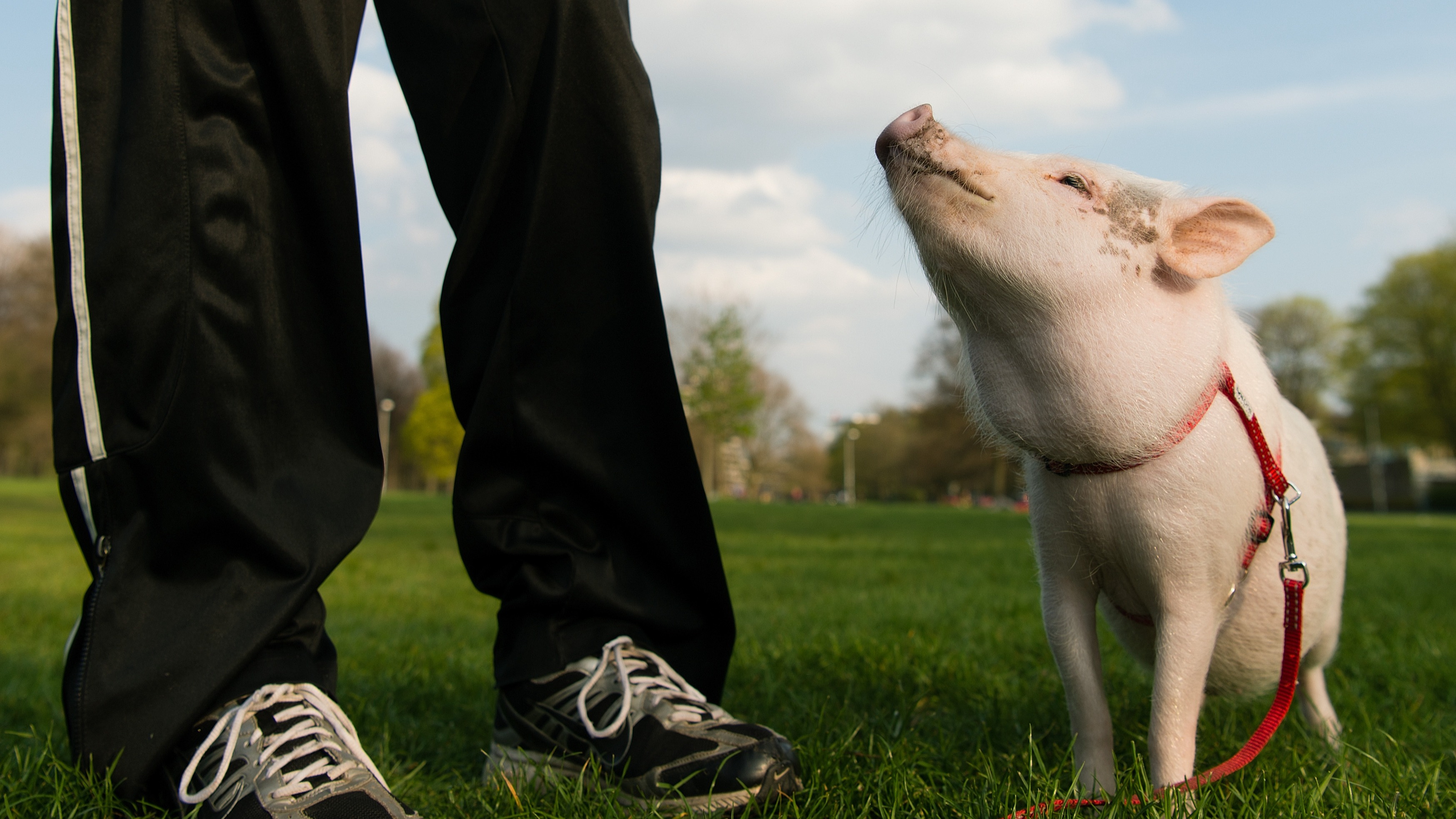 Buyers' remorse after boom in micro-pig sales hits Huddersfield animal ...