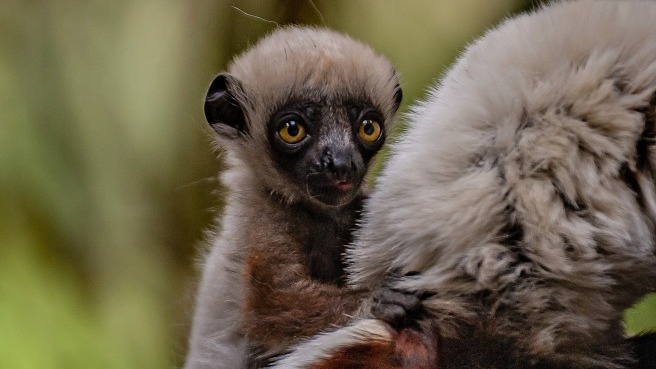 Europe's first coquerel’s sifaka lemur baby born at Chester Zoo | ITV ...
