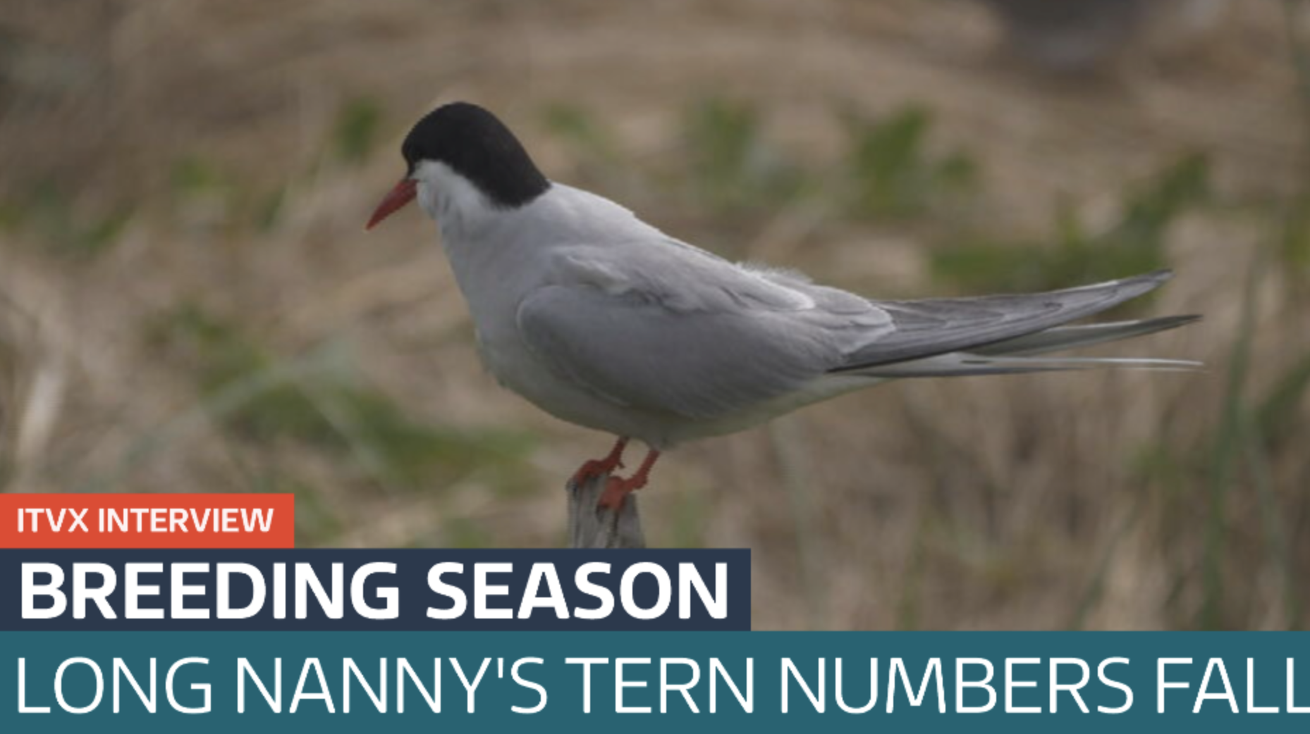 How the National Trust is working to protect its biggest breeding group ...